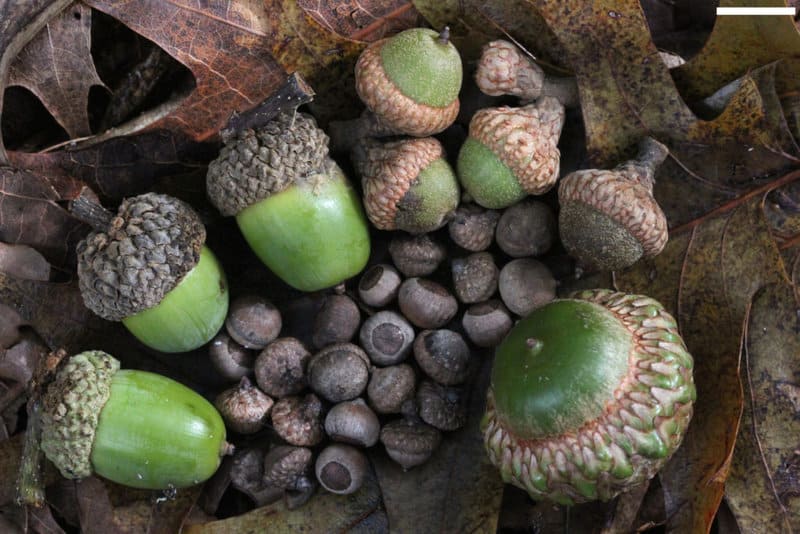 Benefits Of Eating Acorns. Learn How To Gather, Prepare And Enjoy ...