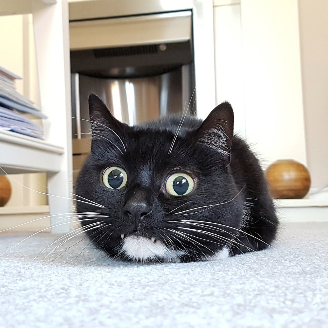 “Teefies” Show Photos of Adorable Cat Teeth to the World