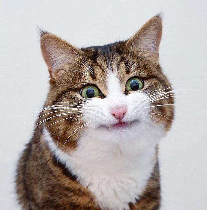 “Teefies” Show Photos of Adorable Cat Teeth to the World