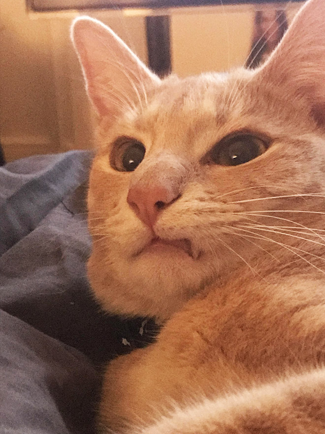 “Teefies” Show Photos of Adorable Cat Teeth to the World