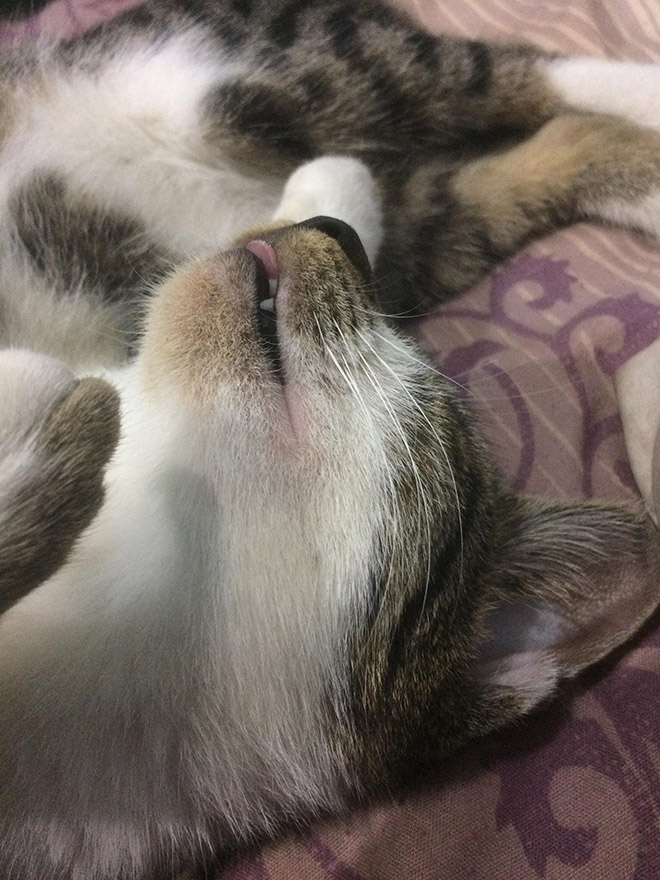 “Teefies” Show Photos of Adorable Cat Teeth to the World