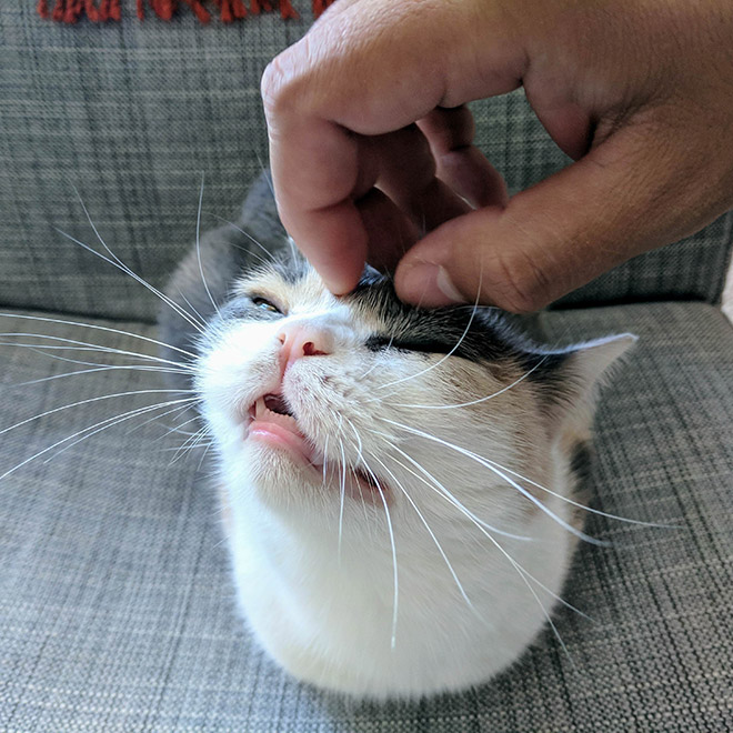 “Teefies” Show Photos of Adorable Cat Teeth to the World