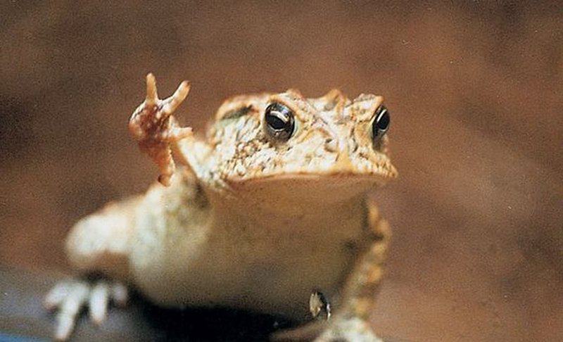 The Most Popular Frog In The World Has Over 97,000 Followers Online